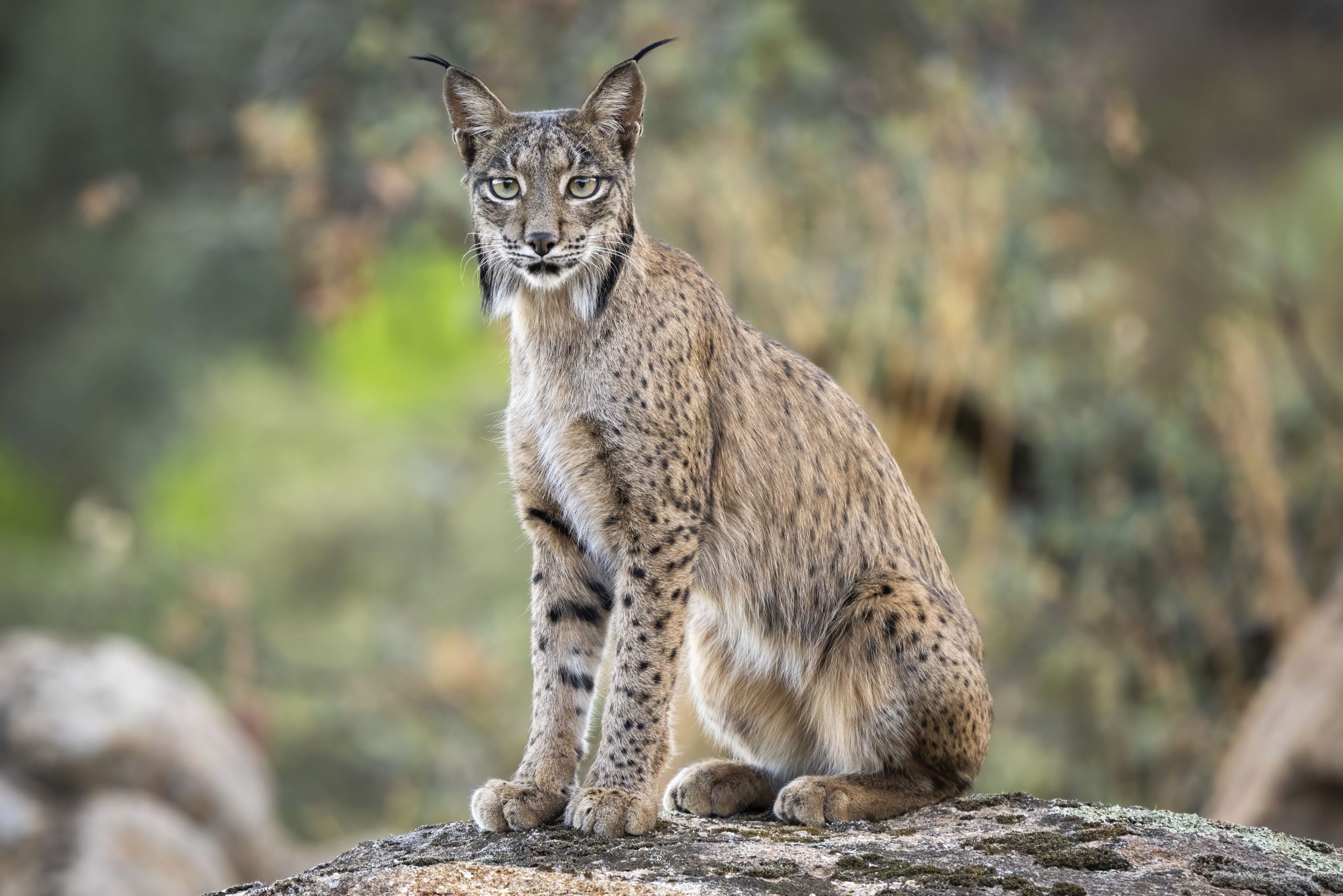 Animales De Gato Con Orejas De Lince El Gato Lince Es Peligroso? Te